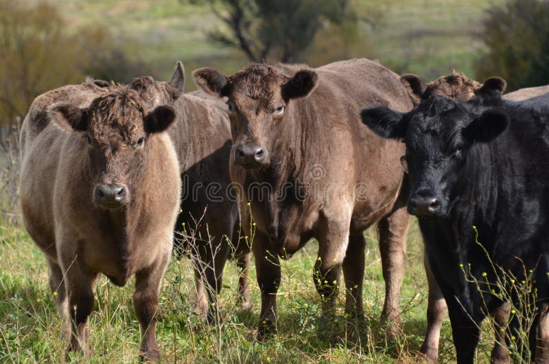 Gado vermelho de angus foto de stock. Imagem de prado - 27331786
