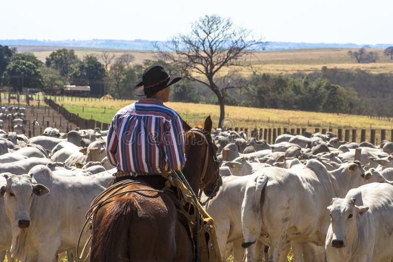 Gado de Nelore foto editorial. Imagem de magda, vaqueiro - 63659726