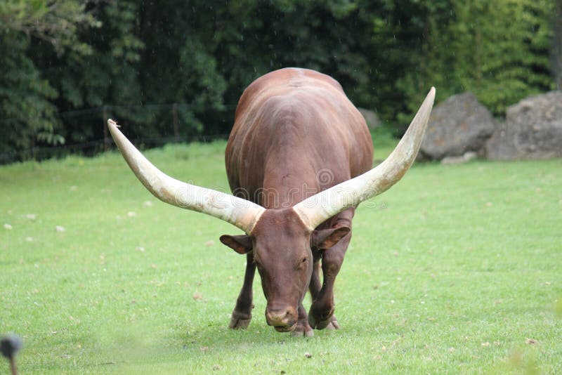 Gado longo do chifre foto de stock. Imagem de longo, vitela - 21218514