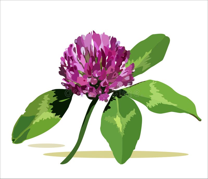 Garden Plants. Flowers. Red Clover. Stock Vector - Illustration of ...