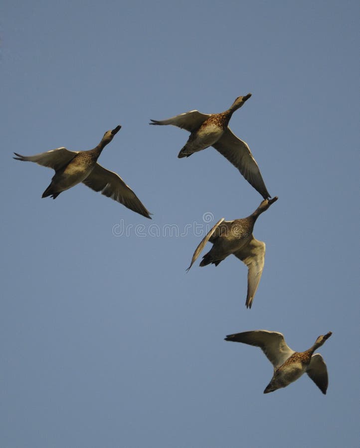 Male Gadwall Duck in Flight Stock Image - Image of locations, colours ...
