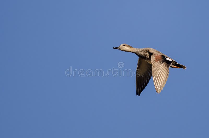 Gadwall Flying in a Blue Sky Stock Image - Image of america, north ...