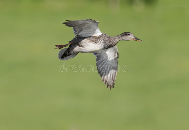 Gadwall, Mareca strepera stock image. Image of british - 221565511
