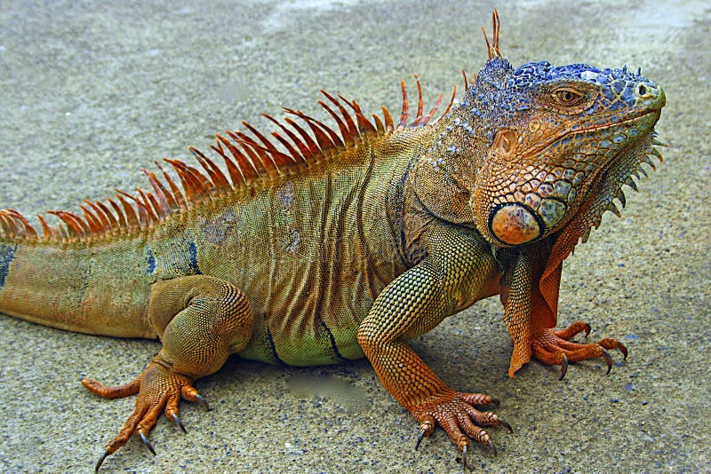 Iguana Gady W Koncentrowaniu Na Wspinaczce Po Drzewie Zdjęcie Stock ...