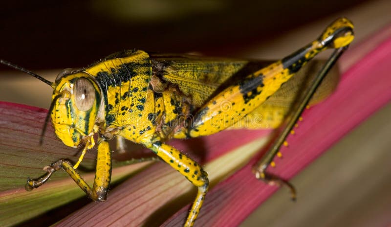 Gafanhoto foto de stock. Imagem de inseto, praga, wildlife - 101558
