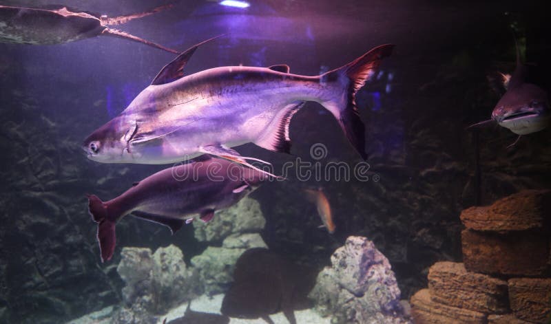 Gaff Topsail Catfish Swimming in Aquarium Stock Photo - Image of ...