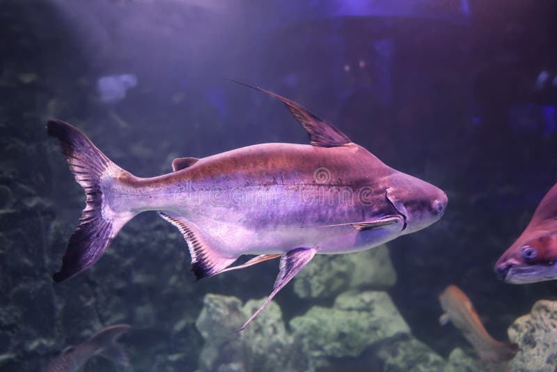 Gaff Topsail Catfish Swimming in Aquarium Stock Image - Image of ...