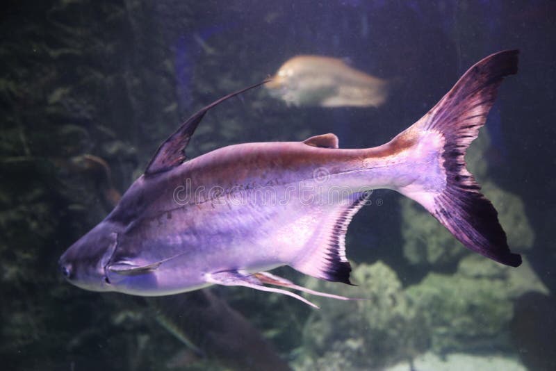 Gaff Topsail Catfish Swimming in Aquarium Stock Image - Image of reef ...