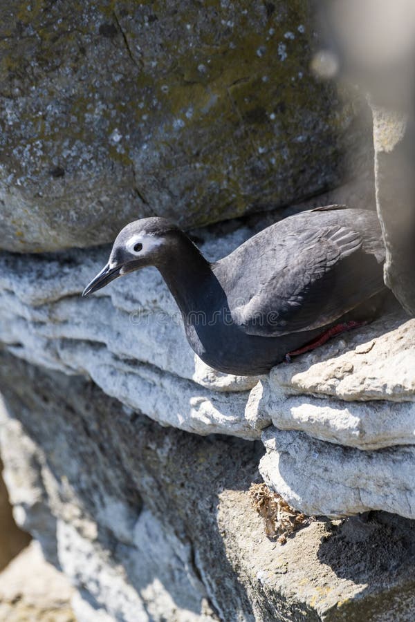 Gagarka Bird Stock Photos - Free & Royalty-Free Stock Photos from ...