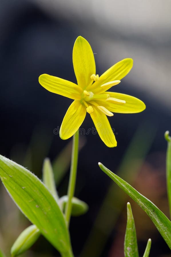 Gagea stock image. Image of lutea, plant, star, flower - 6613441