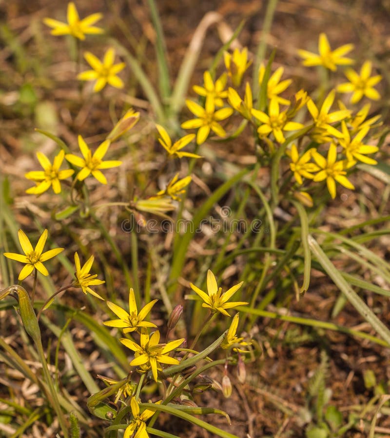 Gagea on early spring stock image. Image of bright, gardening - 146616355