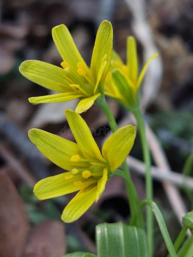 Gagea Lutea stock photo. Image of herbaceous, nature - 243930574