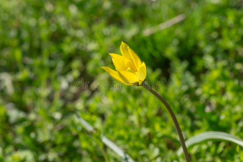 One of the First Wild Spring Flower in Ukraine Stock Photo - Image of ...
