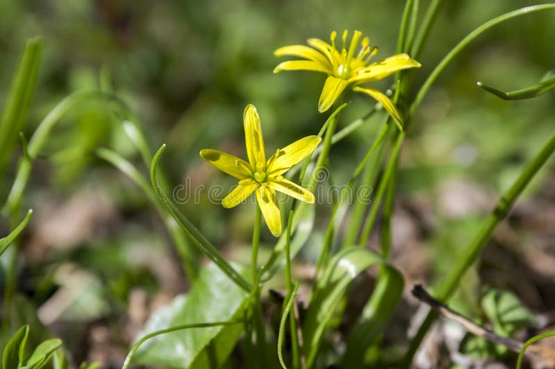 Gagea Pratensis - Wild Flower Stock Photo - Image of plant, science ...