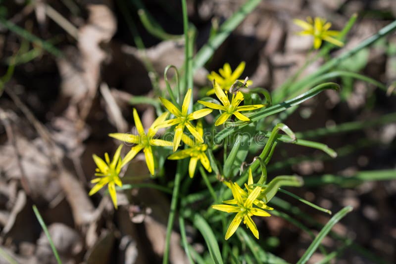 Gagea Pratensis - Wild Flower Stock Photo - Image of plant, science ...
