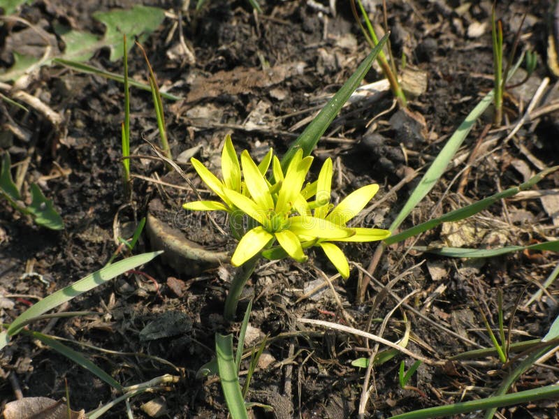 Gagea stock photo. Image of beautiful, beauty, flowers - 87371856