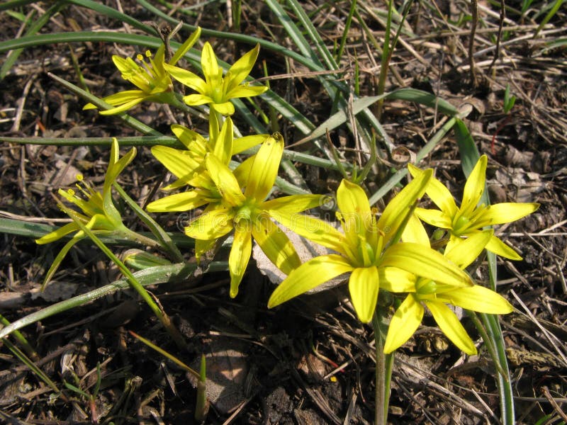 Gagea stock photo. Image of view, gagea, flowers, flower - 87371894