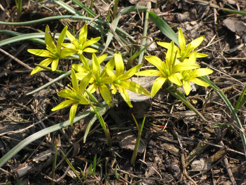 Gagea stock image. Image of light, bright, flowers, flowerets - 87372001