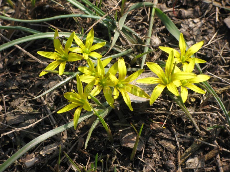 Gagea stock photo. Image of frame, garden, florets, flowers - 87372558