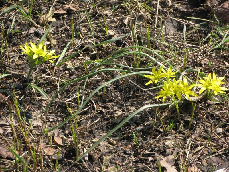 Gagea stock photo. Image of gagea, flowerets, flowers - 87373238