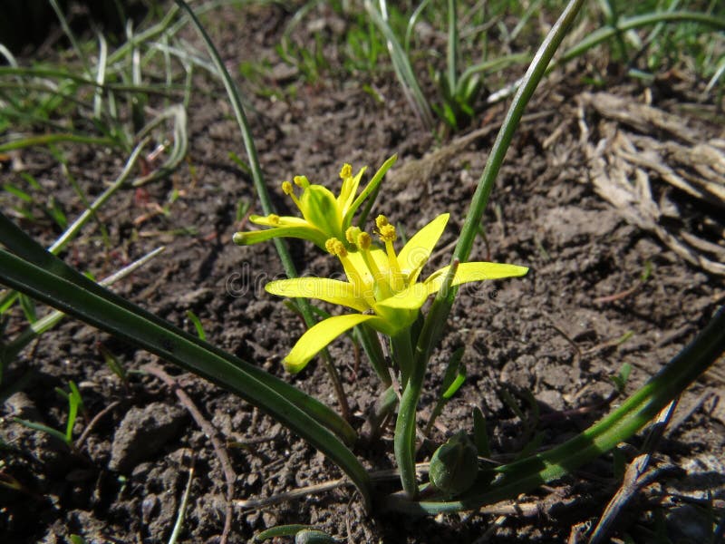 Gagea stock image. Image of head, grass, flowers, beautiful - 51600527