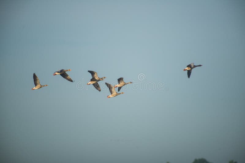 Gaggle Flying Early in the Morning Stock Image - Image of flock, anser ...