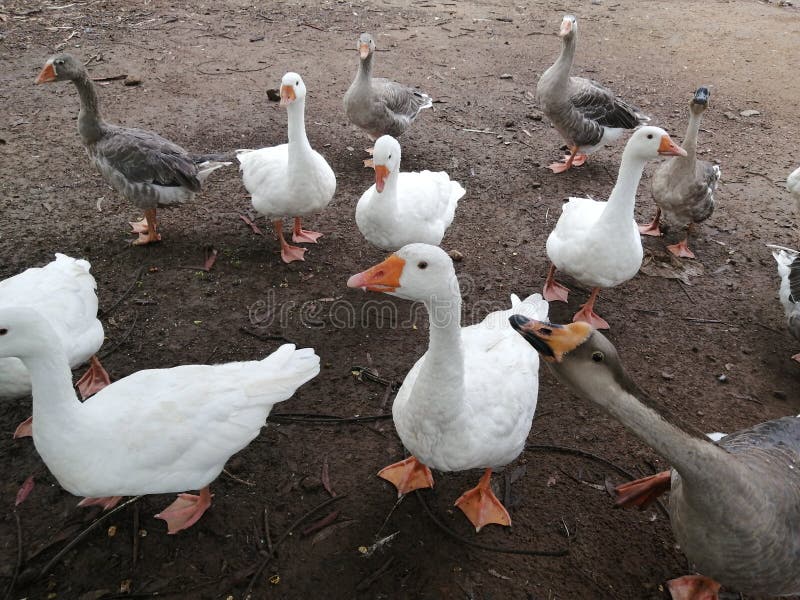 Gaggle of Geese with Baby Goose Stock Image - Image of wisconsin, sandy ...