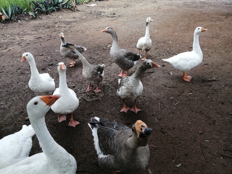 Gaggle of Geese with Baby Goose Stock Image - Image of wisconsin, sandy ...