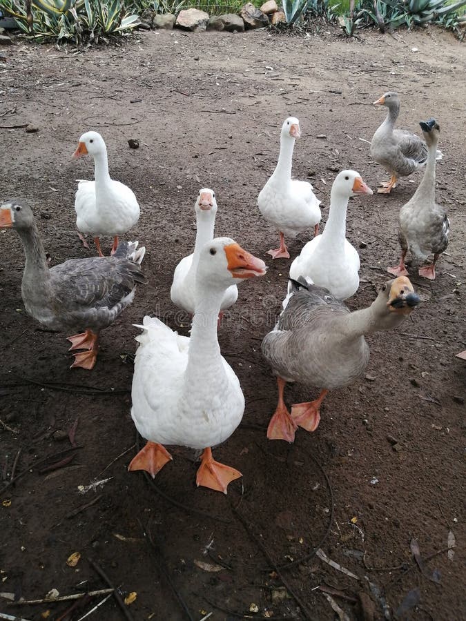 Gaggle of Geese with Baby Goose Stock Image - Image of wisconsin, sandy ...