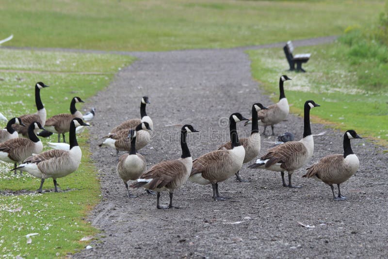 Gaggle of Geese with Baby Goose Stock Image - Image of wisconsin, sandy ...