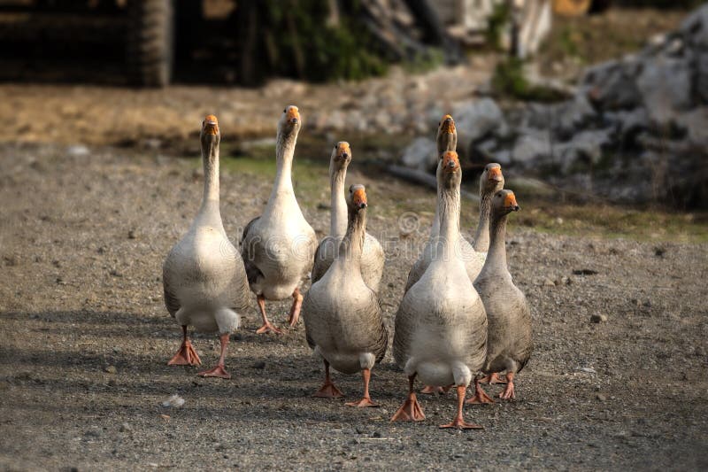Gaggle of geese stock image. Image of animals, goose - 366077077
