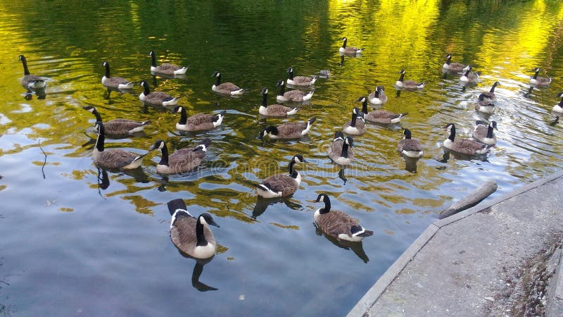 Gaggle of Geese at Ray Mill Island Editorial Photography - Image of ...