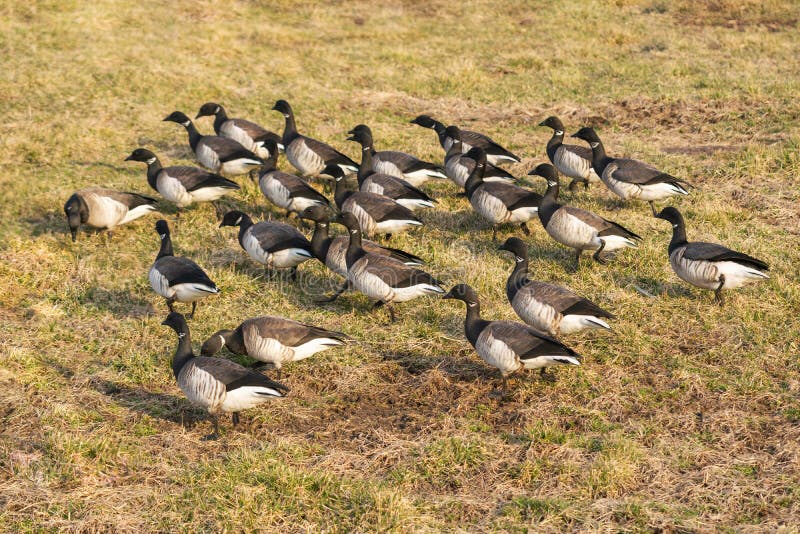 A Gaggle of Juvinile Geese in Its Natural Environment Stock Photo ...