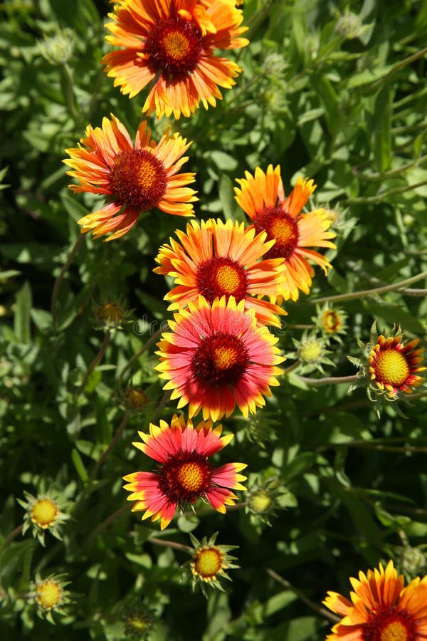 Giardia Stock Photos - Free & Royalty-Free Stock Photos from Dreamstime