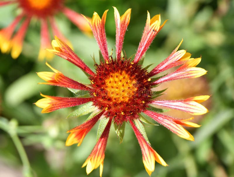 Gaillardia Flower Latin. Gaillardia Stock Image - Image of blossom ...