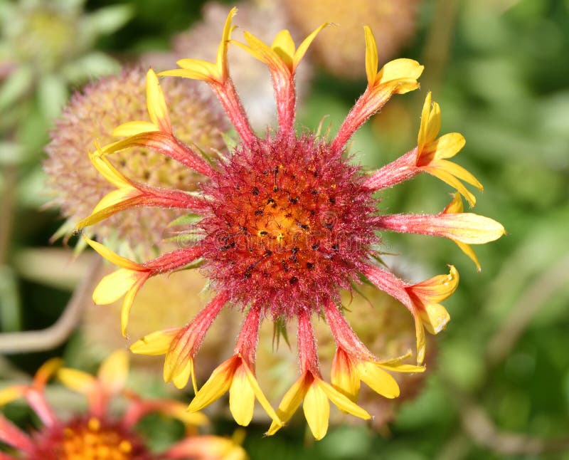 Gaillardia Flower Latin. Gaillardia Stock Image - Image of nature ...