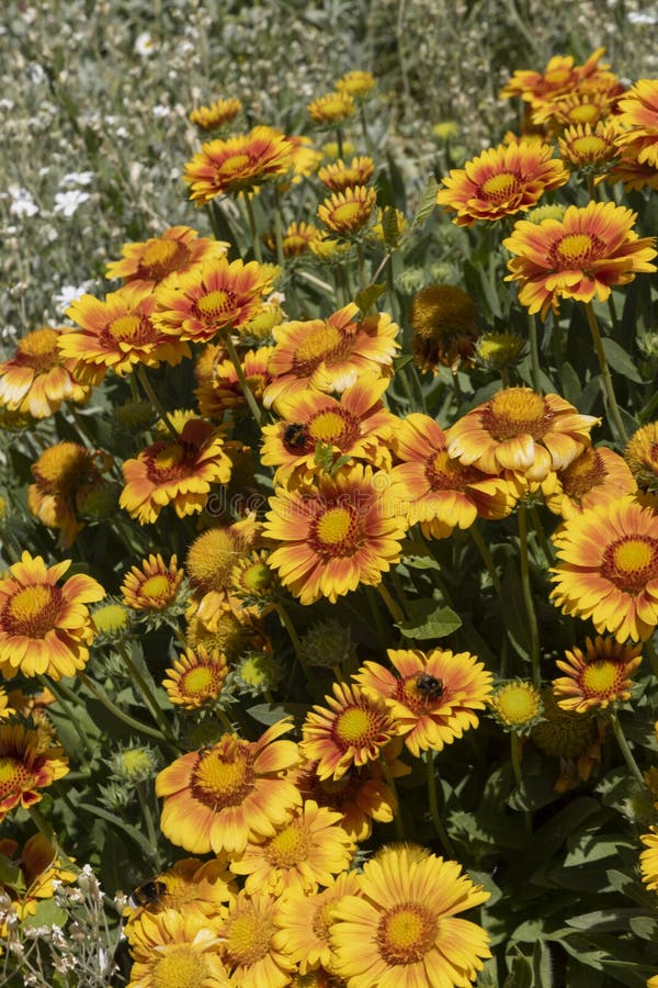 Gaillardia grandiflora stock photo. Image of summer - 258642450