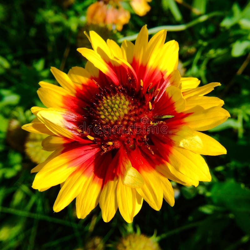 Girasol marchito imagen de archivo. Imagen de flor, estigma - 91875953