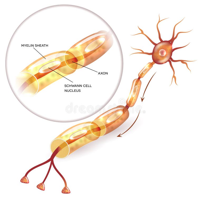 Illustration De L'anatomie D'un Neurone. Infographie Vectorielle ...