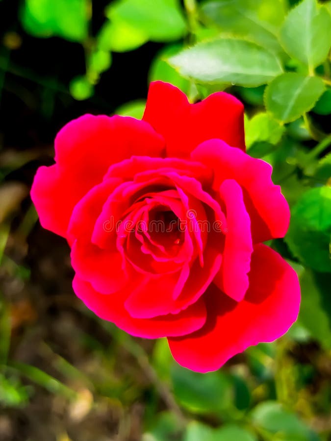 A Gaint Bright Red Rose in Green Garden Background Stock Image - Image ...