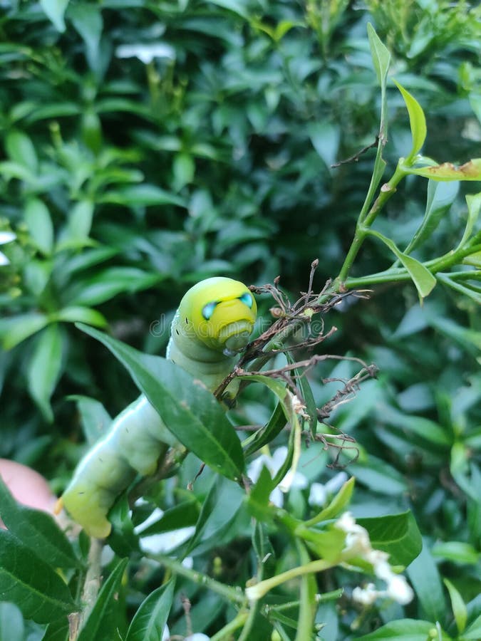 Gaint larva stock image. Image of insect, flowers, food - 266442917