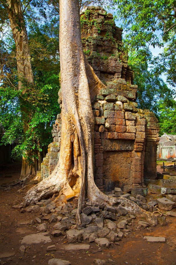Gaint Tree in the Angkor Wat Stock Photo - Image of ancient, prohm ...