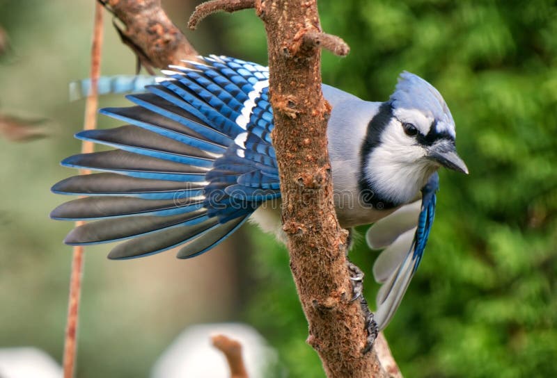 Gaio Azul Em Uma Vara Natural Foto de Stock - Imagem de passarinho ...