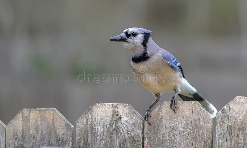 Gaio azul foto de stock. Imagem de quintal, wildlife - 40336838