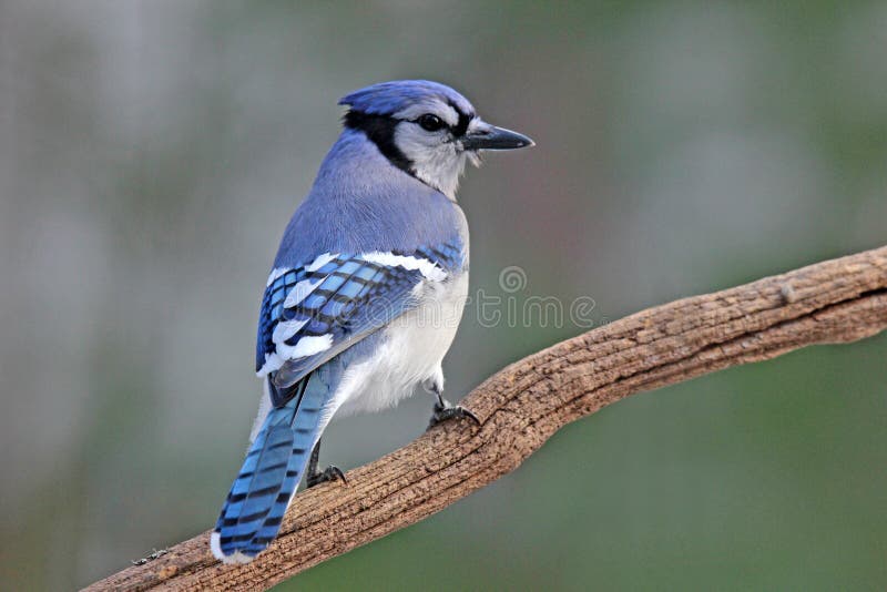 Gaio azul imagem de stock. Imagem de casca, filial, nave - 64503017