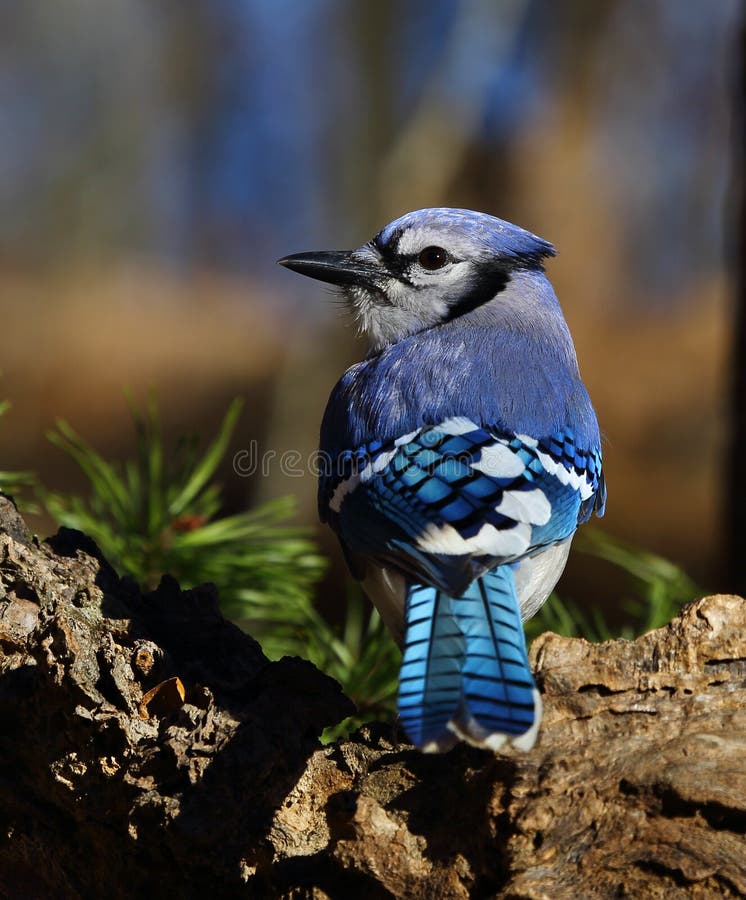 Gaio azul foto de stock. Imagem de ambiente, bico, plumagem - 82734082