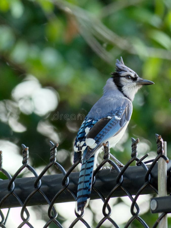 Gaio Azul Com Uma Crista Enrugado Foto de Stock - Imagem de crista ...
