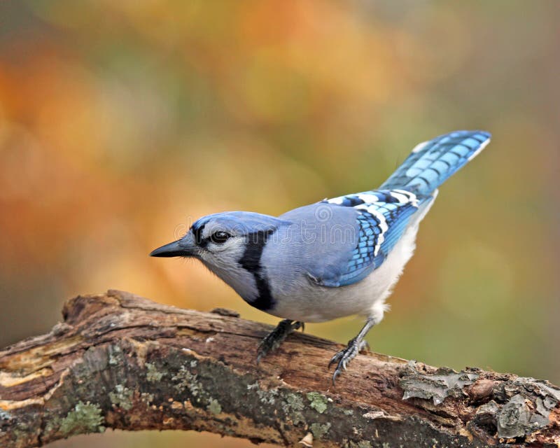 Gaio azul imagem de stock. Imagem de casca, filial, nave - 64503017