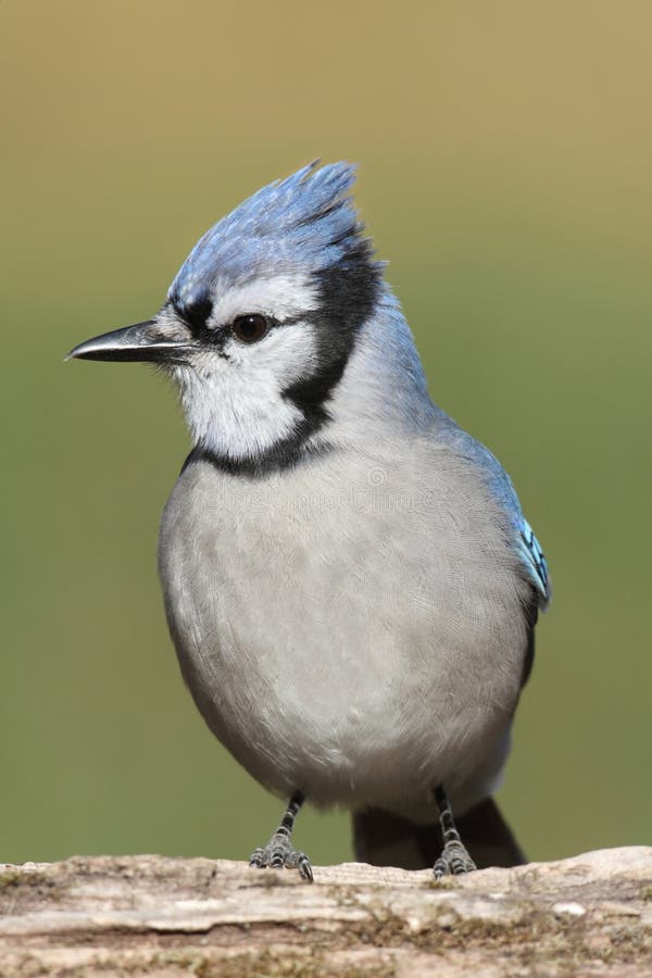 Gaio azul em um ramo foto de stock. Imagem de jato, penas - 35549912
