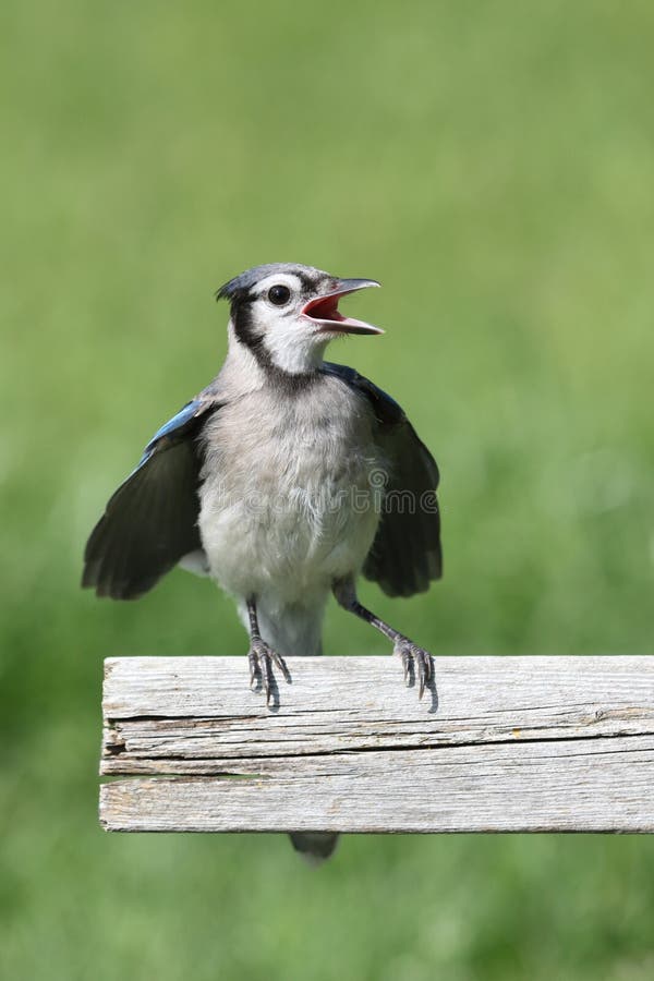 Gaio Azul Em Uma Cerca Com Um Fundo Verde Imagem de Stock - Imagem de ...